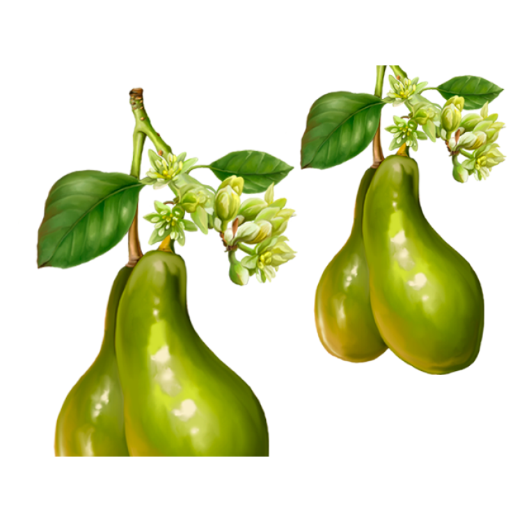 Avocado Alcohol-FREE Liquid Extract, Avocado (Persea Americana) Dried ...