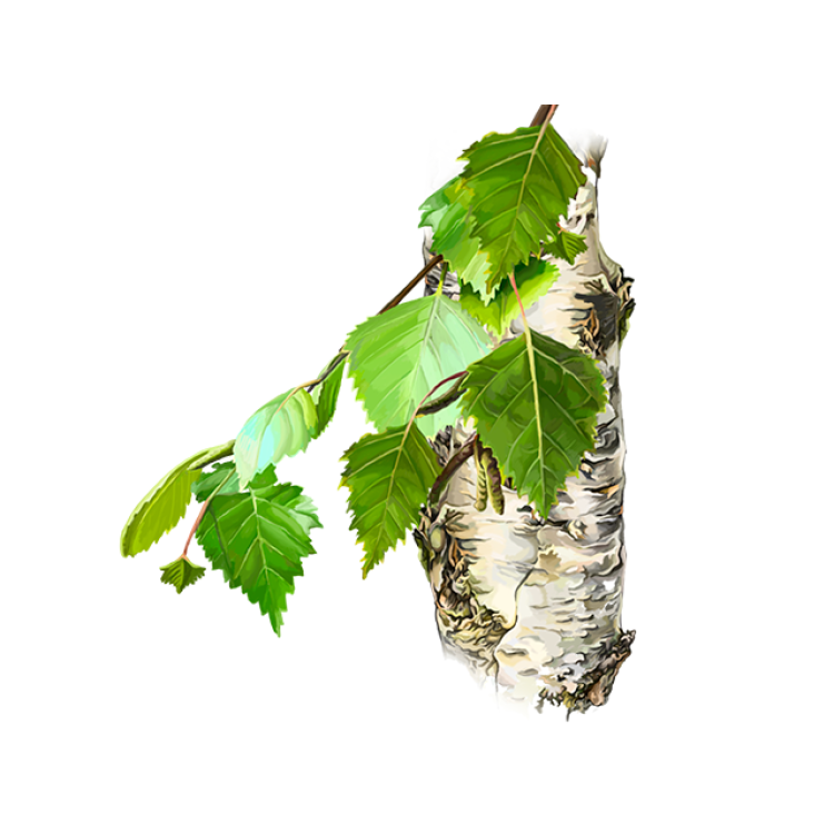 Birch Liquid Extract, Birch (Betula Alba) Dried Bark Tincture