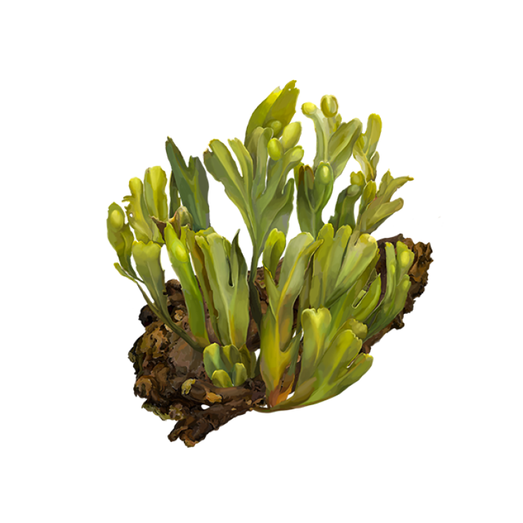 Bladderwrack Liquid Extract, Bladderwrack (Fucus Vesiculosus) Tincture