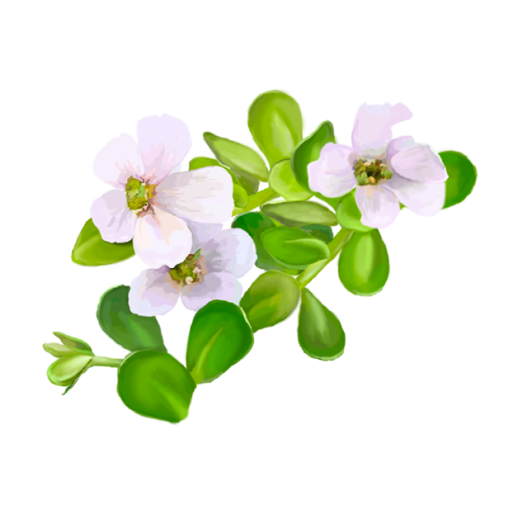 Brahmi Liquid Extract, Brahmi Liquid (Bacopa Monnieri) Whole Herb Dried ...