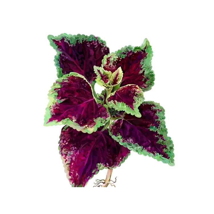 Coleus Liquid Extract, Coleus (Coleus Forskohlii) Dried Root Tincture