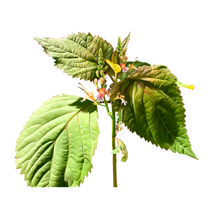 Collinsonia Stone Root Liquid Extract, Collinsonia (Collinsonia ...