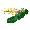 Frankincense Liquid Extract, Frankincense (Boswellia Serrata) Dried ...