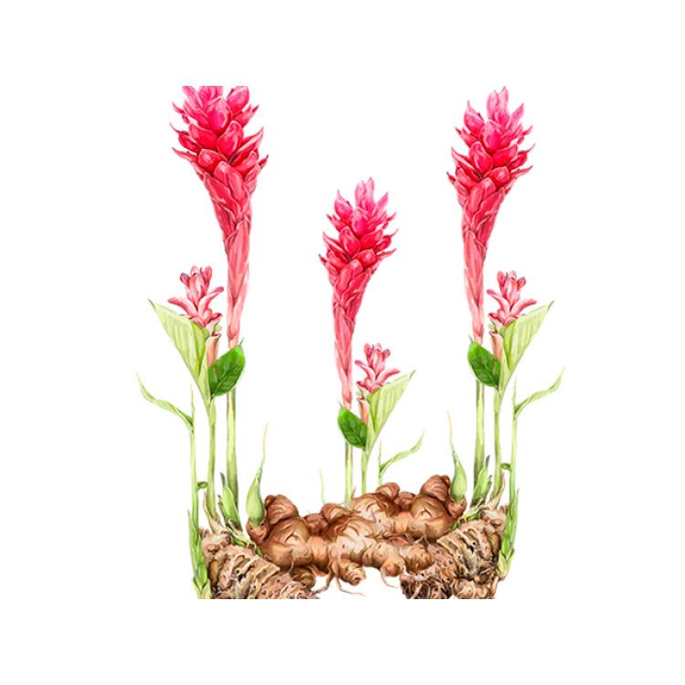 Ginger Liquid Extract, Organic Ginger (Zingiber officinale) Dried Root ...