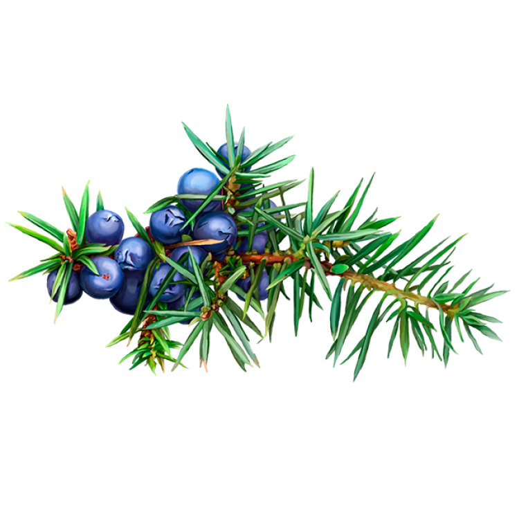 Juniper Liquid Extract, Organic Juniper (Juniperus Monosperma) Dried ...