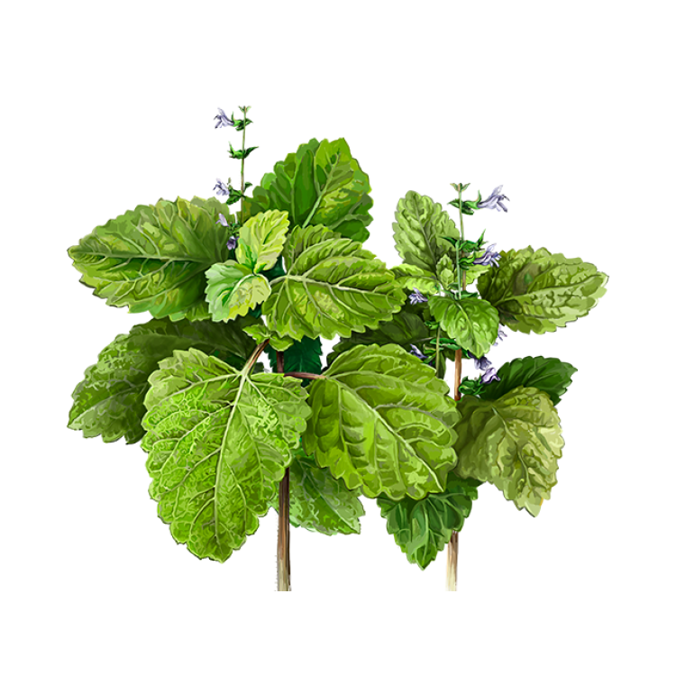 Lemon Balm Alcohol-FREE Liquid Extract, Lemon Balm (Melissa officinalis ...