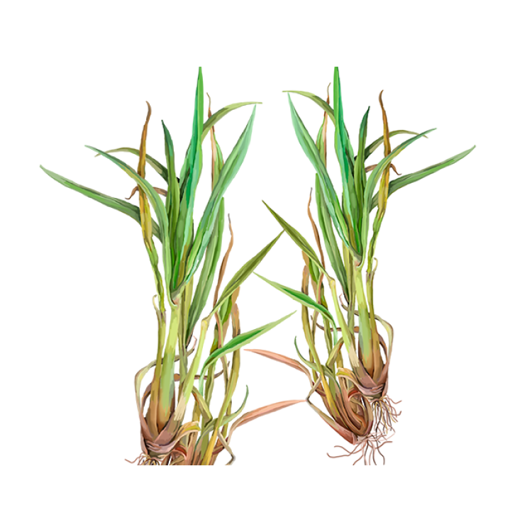 Lemongrass Liquid Extract, Organic Lemongrass (Cymbopogon Citratus ...