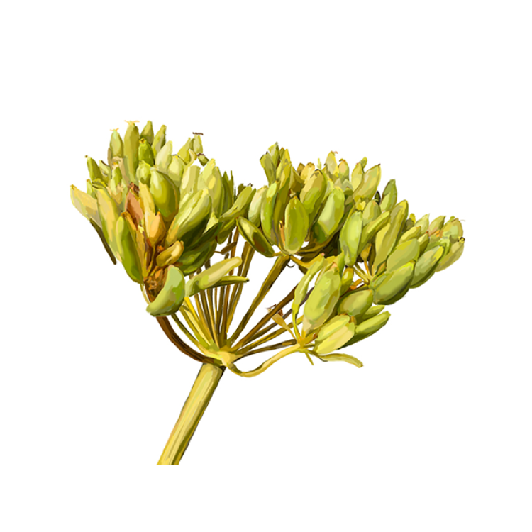 Lomatium Liquid Extract, Lomatium (Lomatium Dissectum) Dried Root Tincture