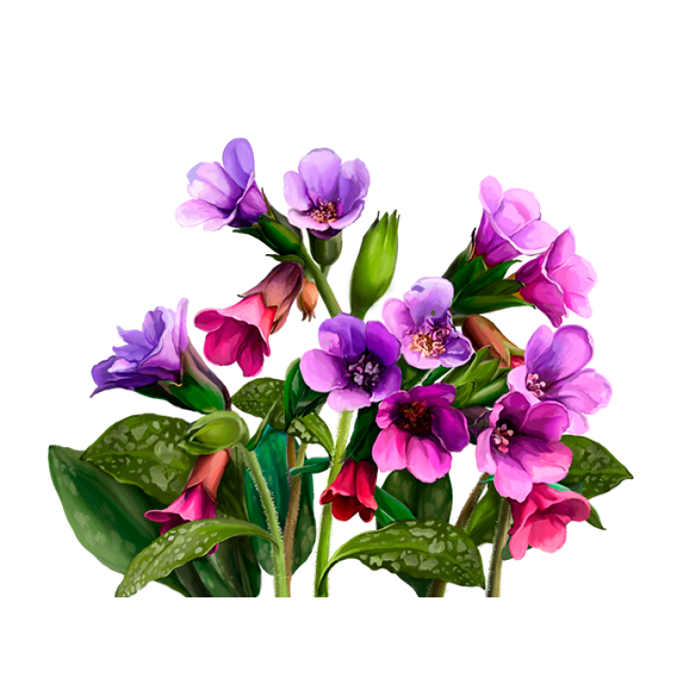 Lungwort Alcohol-FREE Liquid Extract, Organic Lungwort (Pulmonaria ...