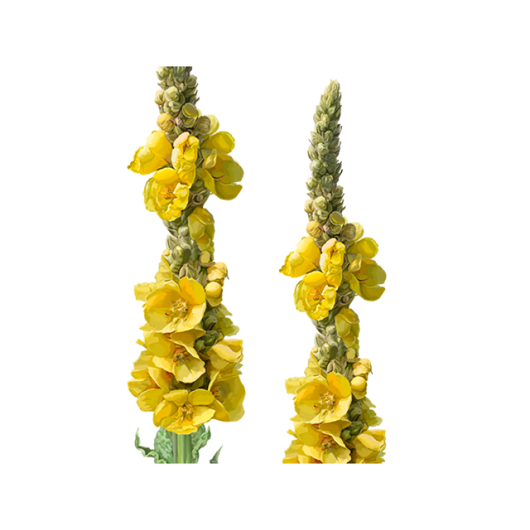 Mullein Alcohol-FREE Liquid Extract, Organic Mullein (Verbascum ...
