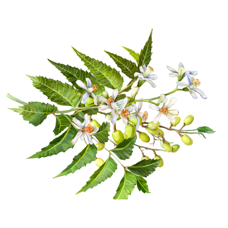 Neem Liquid Extract, Organic Neem (Azadirachta indica) Dried Leaf Tincture