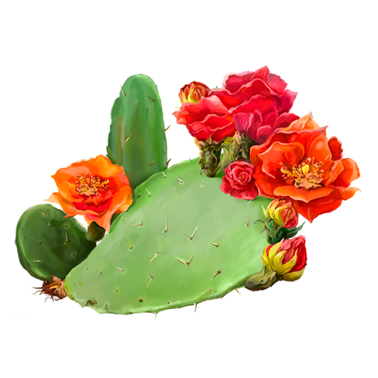 Nopal Cactus Liquid Extract, Nopal Cactus (Opuntia Streptacantha) Whole ...