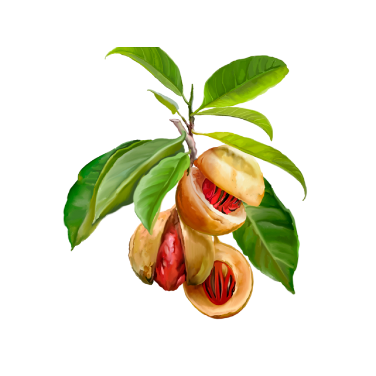 Nutmeg Liquid Extract, Organic Nutmeg (Myristica Fragrans) Dried Nut ...