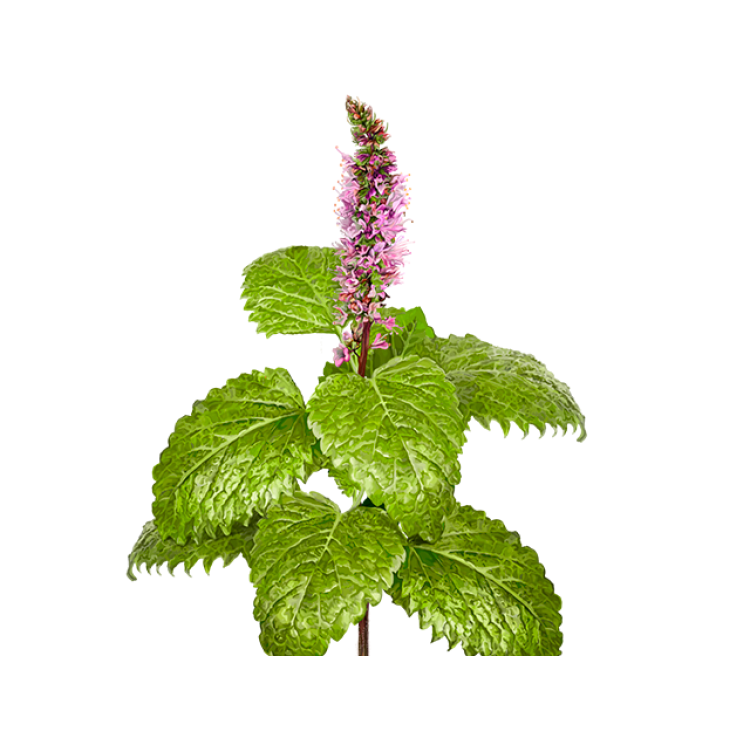Peppermint Alcohol-FREE Liquid Extract, Organic Peppermint (Mentha X ...