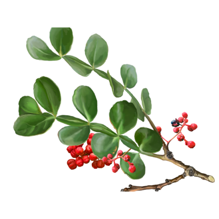 Prickly Ash Liquid Extract, Prickly Ash (Zanthoxylum Clava-herculis ...