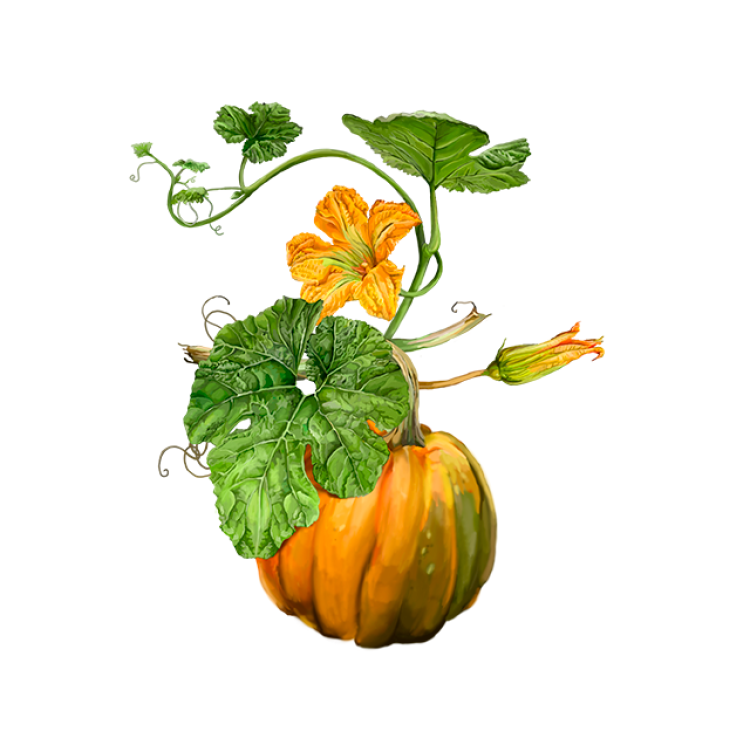 Pumpkin Liquid Extract, Pumpkin (Cucurbita pepo L.) Dried Seed Tincture