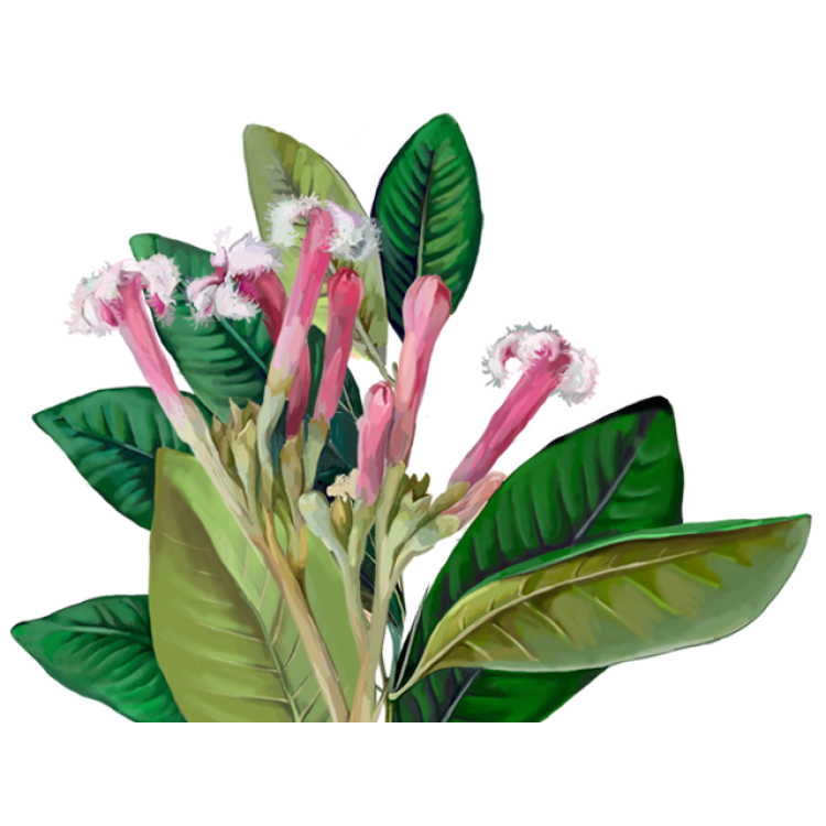 Quina Alcohol-FREE Liquid Extract, Quina (Cinchona officinalis) Dried ...