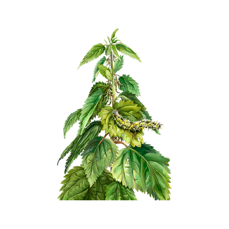 Stinging Nettle Alcohol-FREE Liquid Extract, Organic Stinging Nettle ...