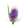Teasel Alcohol-FREE Liquid Extract, Teasel (Dipsacus fullonum) Dried ...