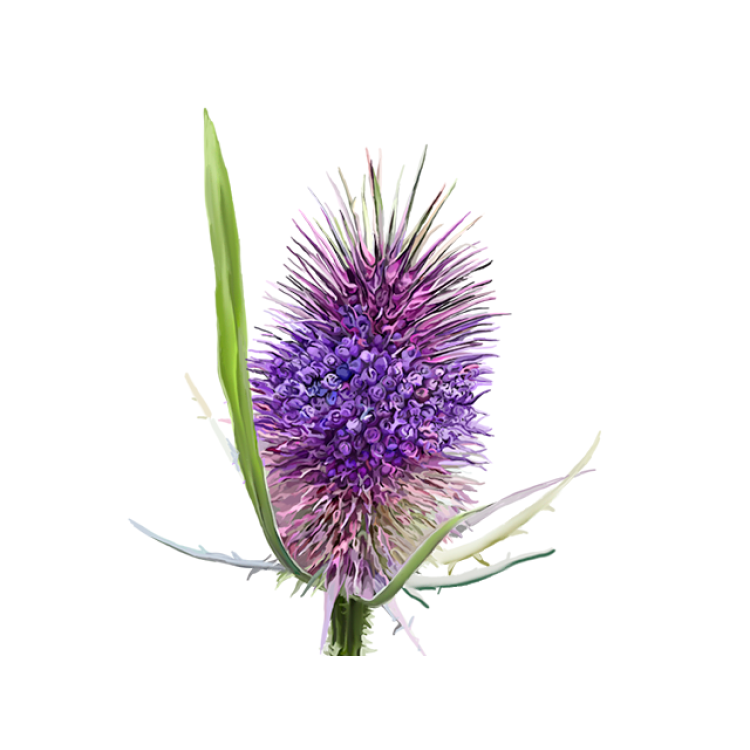 Teasel Alcohol-FREE Liquid Extract, Teasel (Dipsacus fullonum) Dried ...