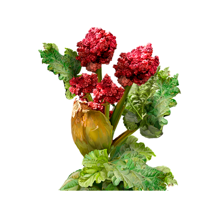 Turkey Rhubarb Liquid Extract, Organic Turkey Rhubarb (Rheum Palmatum ...