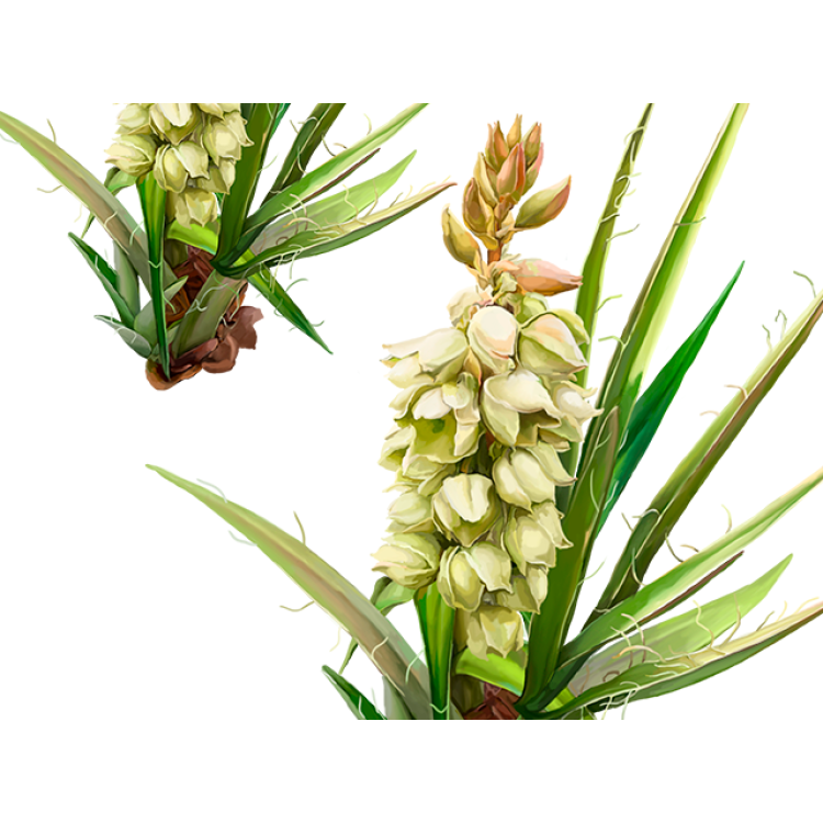 Yucca Liquid Extract, Yucca (Yucca Glauca) Dried Root Tincture