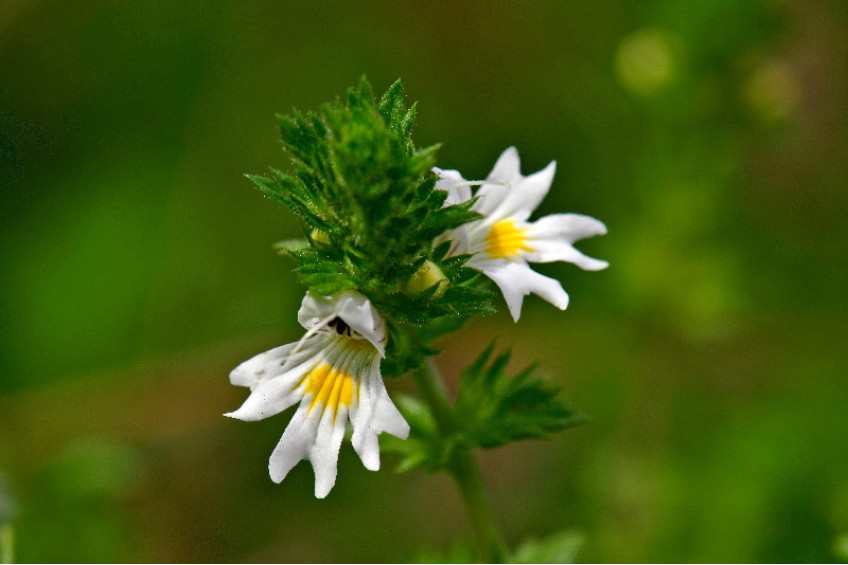 EXPLORING THE NATURAL WONDER OF EYEBRIGHT