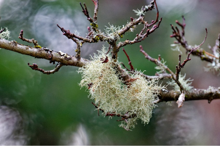 USNEA: NATURE’S MULTIFACETED LICHEN