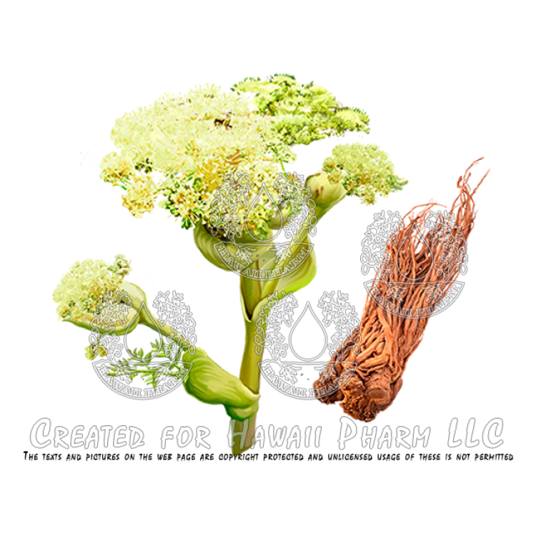 Angelica Chinese Liquid Extract, Organic Angelica (Angelica Sinensis ...