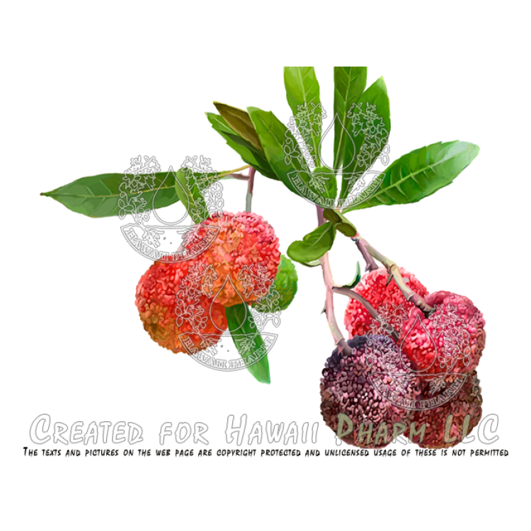 Bayberry Liquid Extract, Bayberry (Myrica Cerifera) Dried Root Bark ...