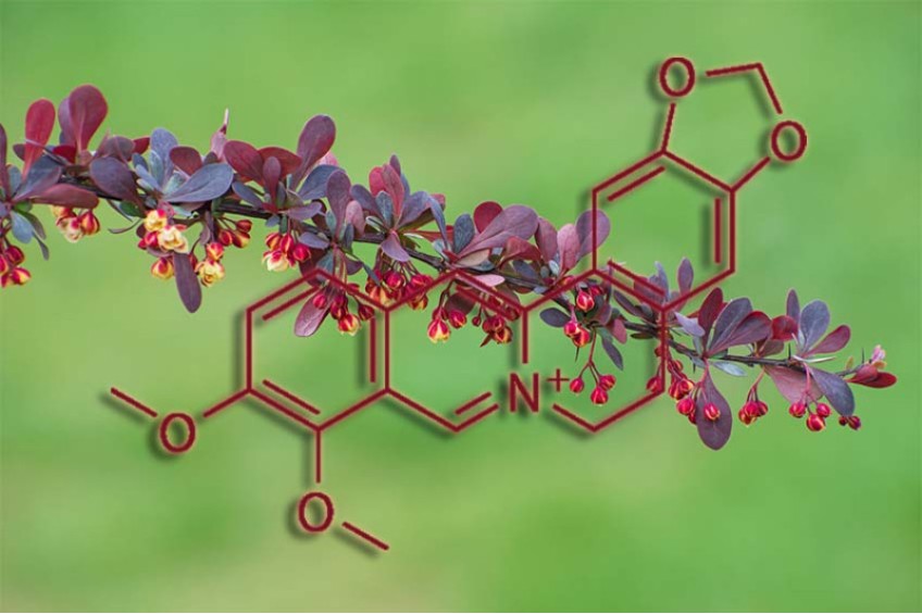 Berberine is a bioactive compound that can be extracted from several ...