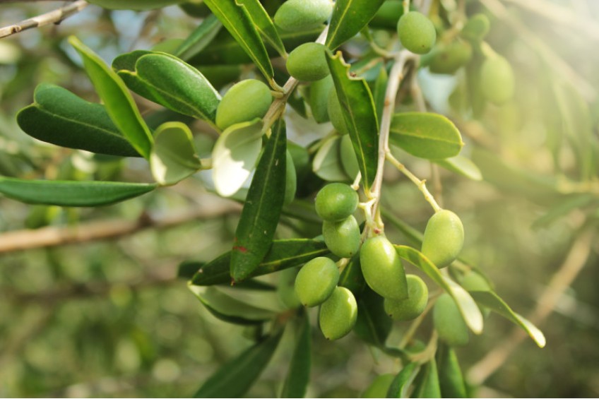 OLIVE LEAF