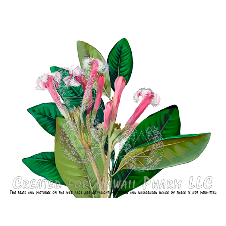 QUINA (Cinchona Officinalis) Dried Bark